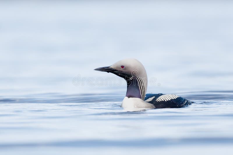 Black Throated Loon Floating in the River Stock Image - Image of ...