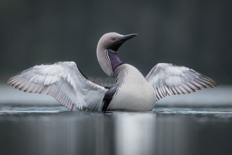 Black-throated Loon in a Frozen Lake. Stock Image - Image of avian ...