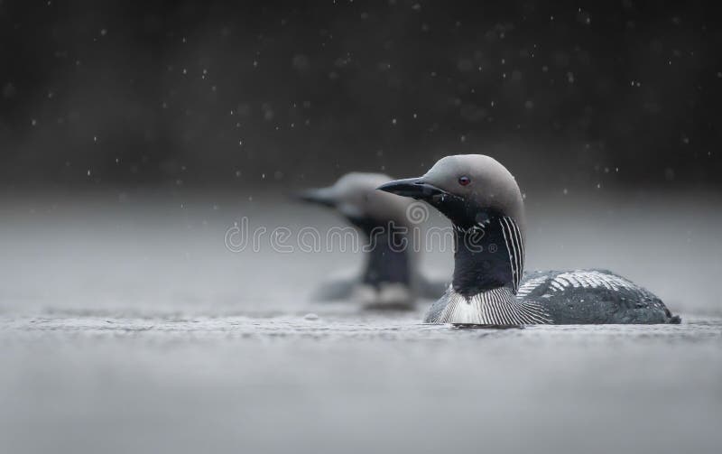 Black-throated Loons in a Frozen Lake. Stock Photo - Image of animal ...