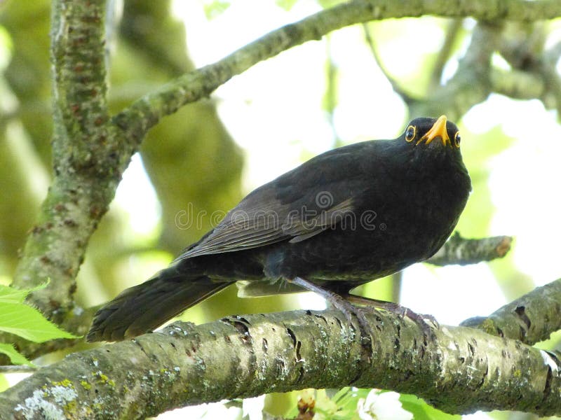 Black Thrush Bird on a Branch Stock Photo - Image of plant, nature ...