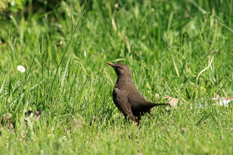 Black thrush stock photo. Image of feather, outdoors - 317942892