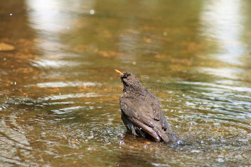 Black thrush stock image. Image of closeup, animal, outdoors - 320067449