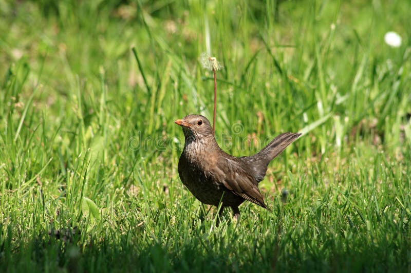 Black thrush stock photo. Image of bird, nature, outdoors - 320067458
