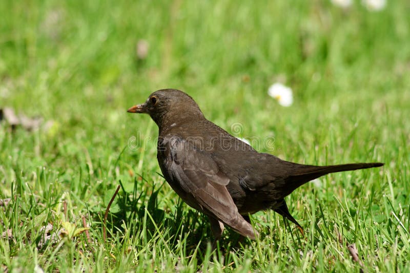 Black thrush stock image. Image of beautiful, wing, field - 320067463