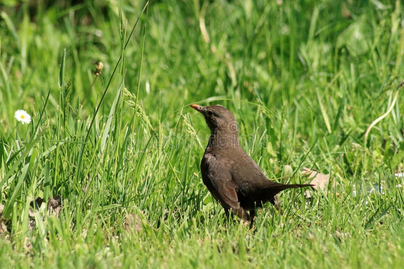 Black thrush stock photo. Image of blackbird, field - 320659660