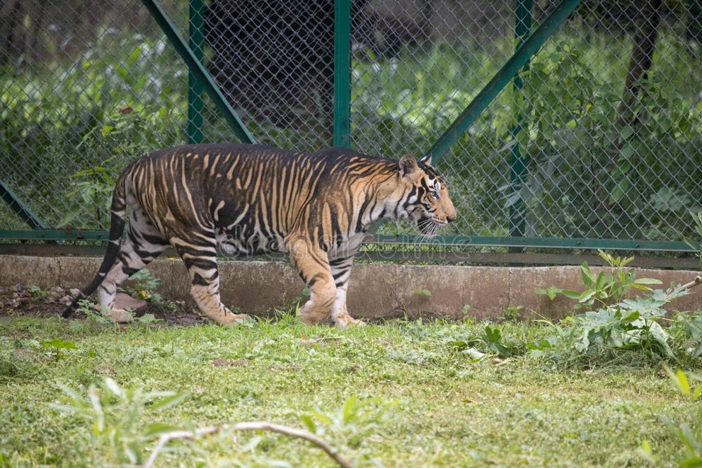 Black Tiger or Melanistic Tiger Stock Photo - Image of feline, bengal ...