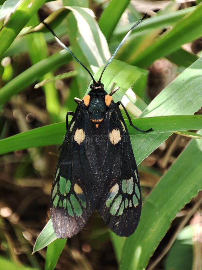 Black Tiger Moth Insect Photography Stock Image - Image of moth, tiger ...