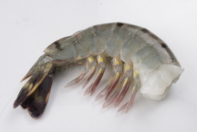 Black tiger prawn stock image. Image of photograph, seafood - 1983765