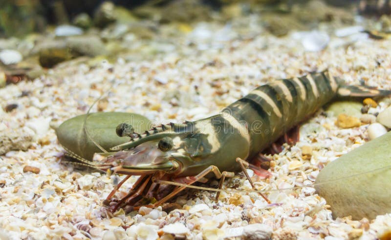 Black tiger prawn stock image. Image of tiger, lunch - 33704419