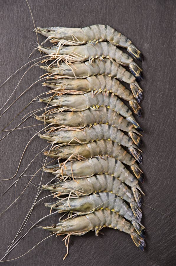 Black tiger prawn stock image. Image of photograph, seafood - 1983765