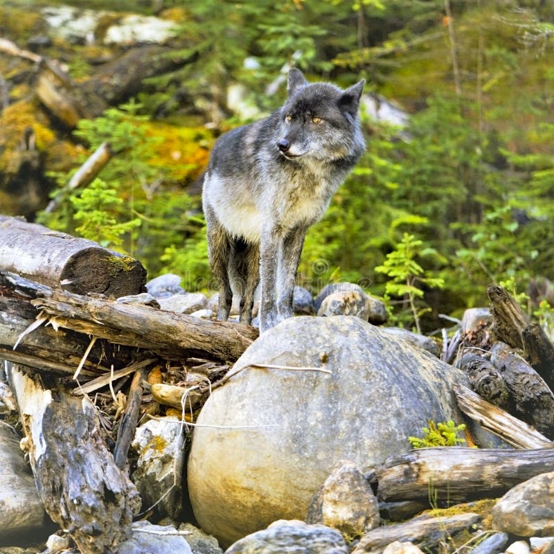 Black Timber Wolf in the Wilderness Forest. Stock Photo - Image of logs ...