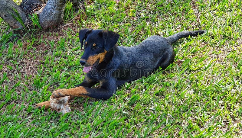 A Black Tin Dog, with a Yellow Muzzle and Paws, Lying in the Green ...