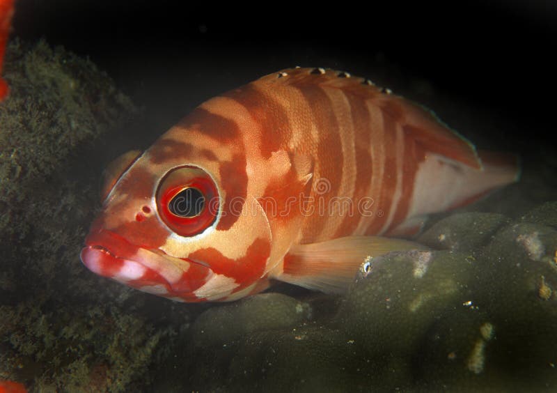 Black-tipped Rock Cod, Sipadan Island, Sabah Stock Photo - Image of ...