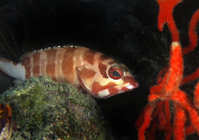 Black-tipped Rock Cod, Sipadan Island, Sabah Stock Image - Image of ...