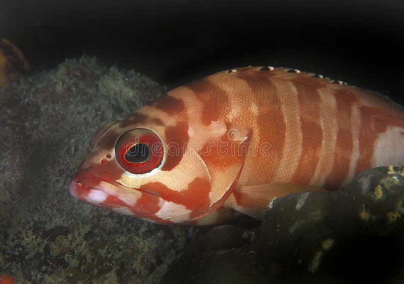 Black-tipped Rock Cod, Sipadan Island, Sabah Stock Image - Image of ...