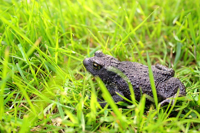 Black toad stock image. Image of black, hiding, amphibian - 74156649