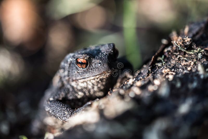 Black Toad with Red Eyes Close Up Hidden in Dead Wood Stock Image ...