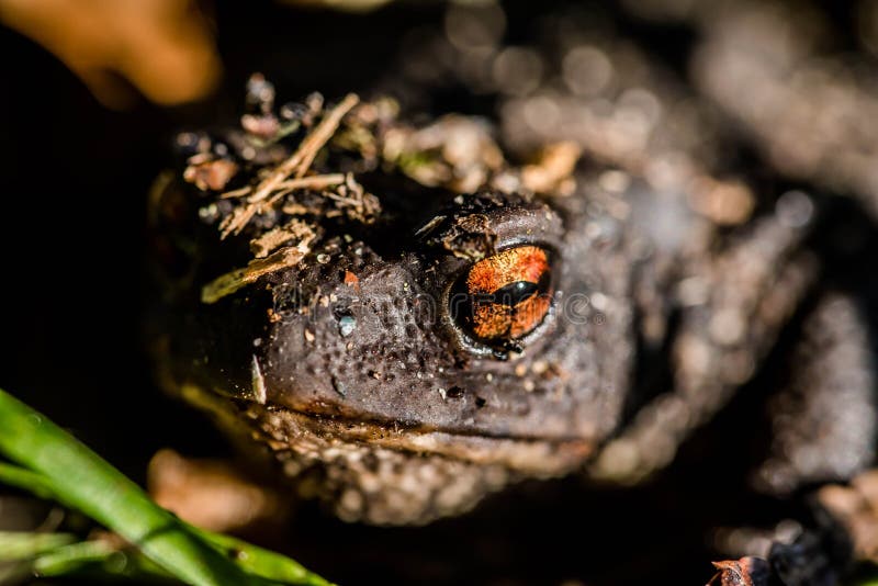 Black Toad with Red Eyes Close Up Hidden in Dead Wood Stock Photo ...