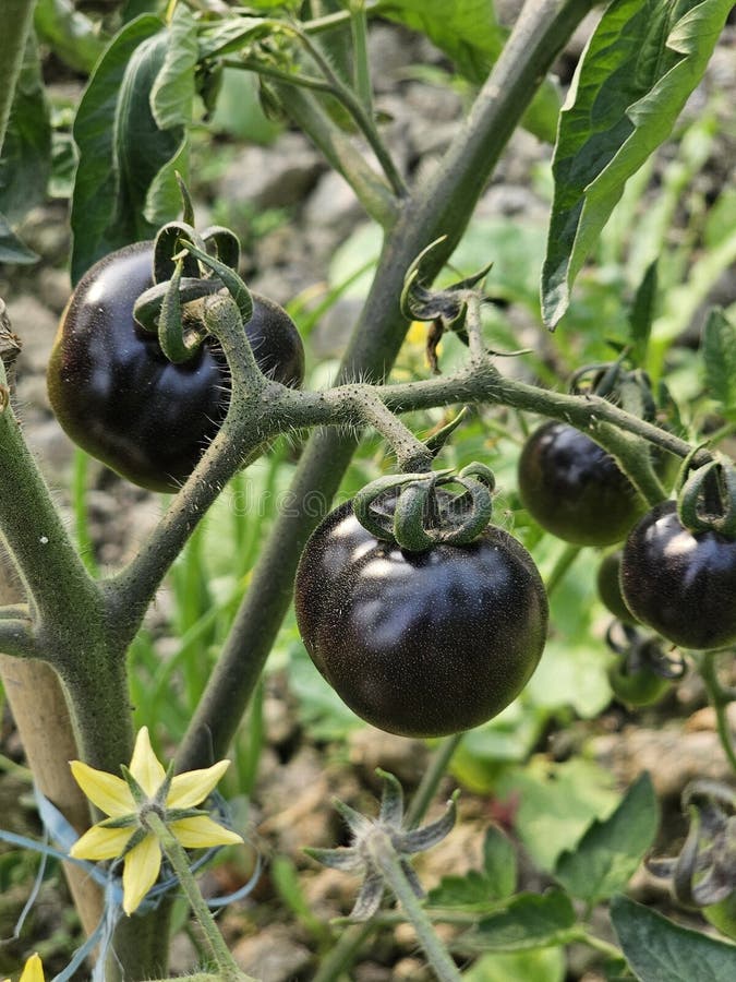 Black Tomato on the Vine: a Unique and Striking Harvest Stock Photo ...