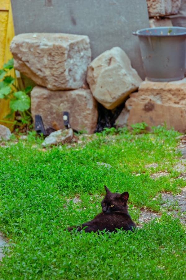 Black Tomcat Resting on Green Grass with Stones on Background Stock ...