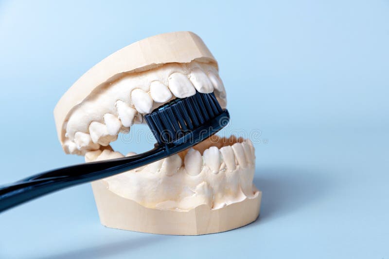 A Black Toothbrush is Resting on a Model of Human Teeth Stock Photo ...