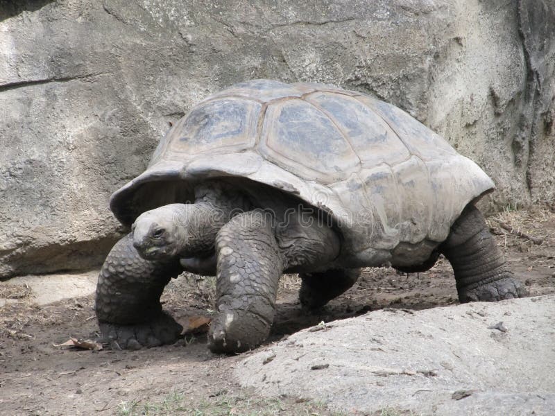 Black Tortoise Standing Picture. Image: 87315903