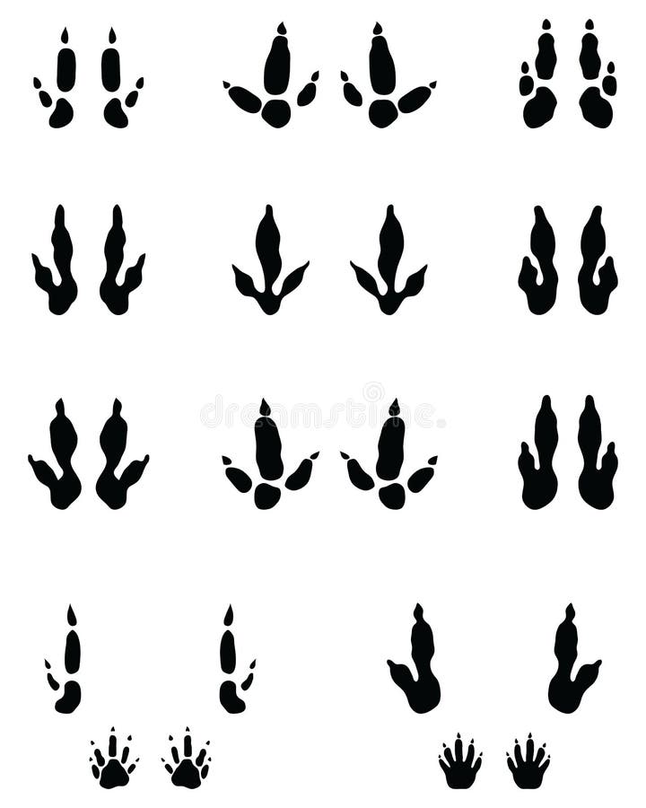 Kangaroo Footprint Stock Illustrations – 83 Kangaroo Footprint Stock ...