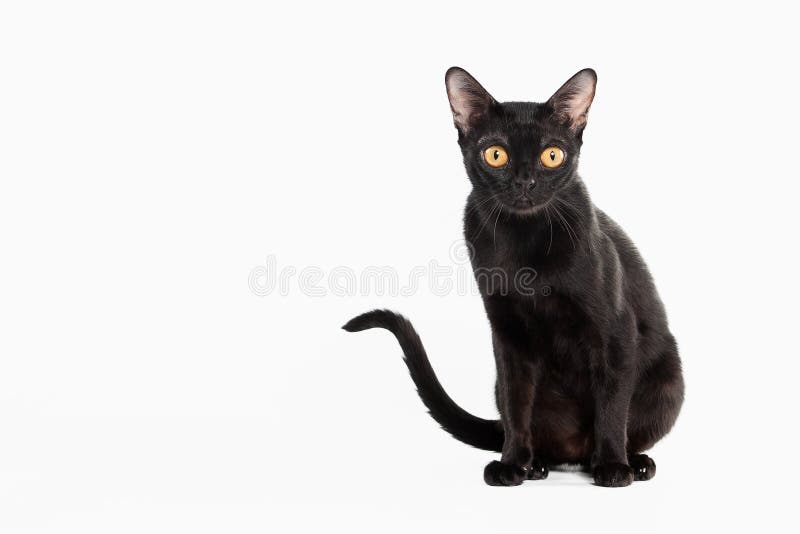 Black Traditional Bombay Cat Stock Photo - Image of fluffy, animal ...