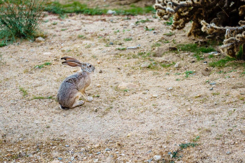 Black-Trailed Jackrabbit in the California Mojave Desert. Copy Space ...