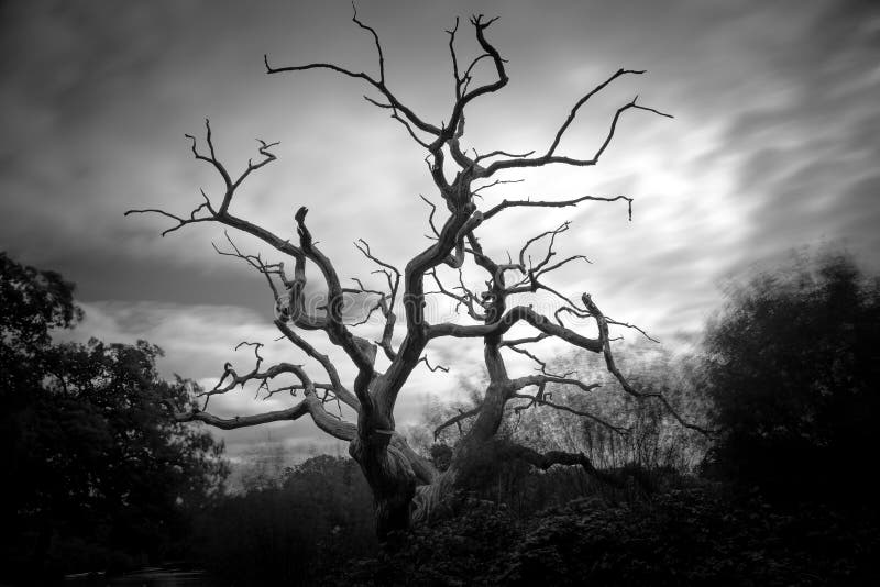 The black tree stock photo. Image of tree, landscape - 159898606