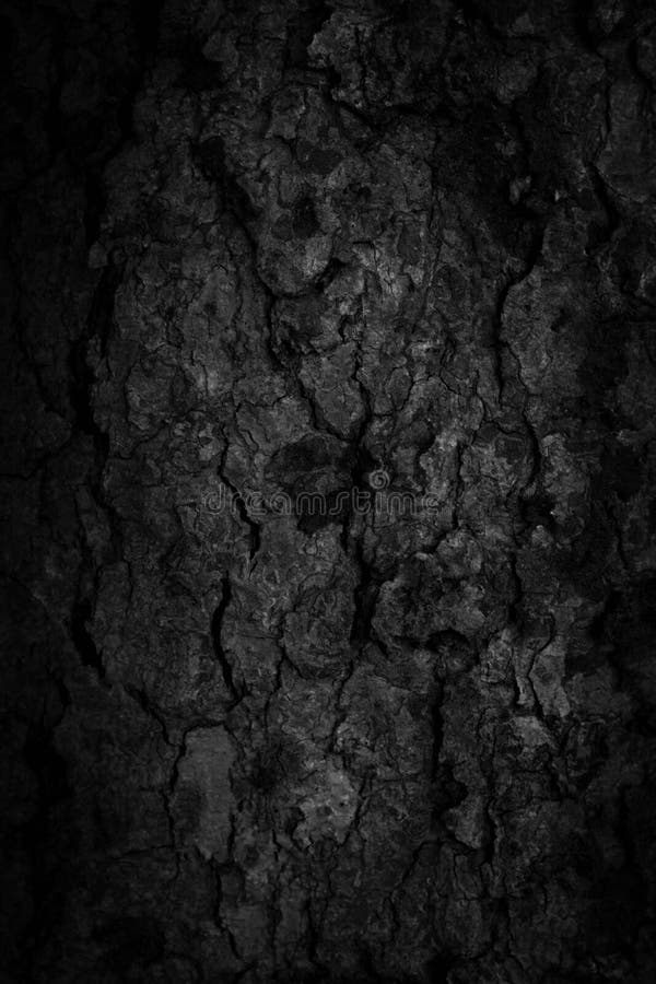 Black Tree Bark Background Natural Beautiful Old Tree Bark Texture ...