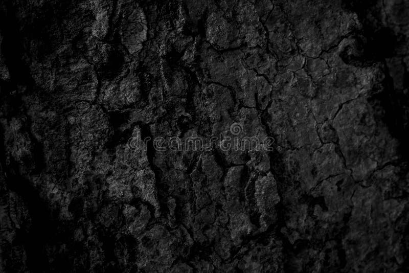 Black Tree Bark Background Natural Beautiful Old Tree Bark Texture ...