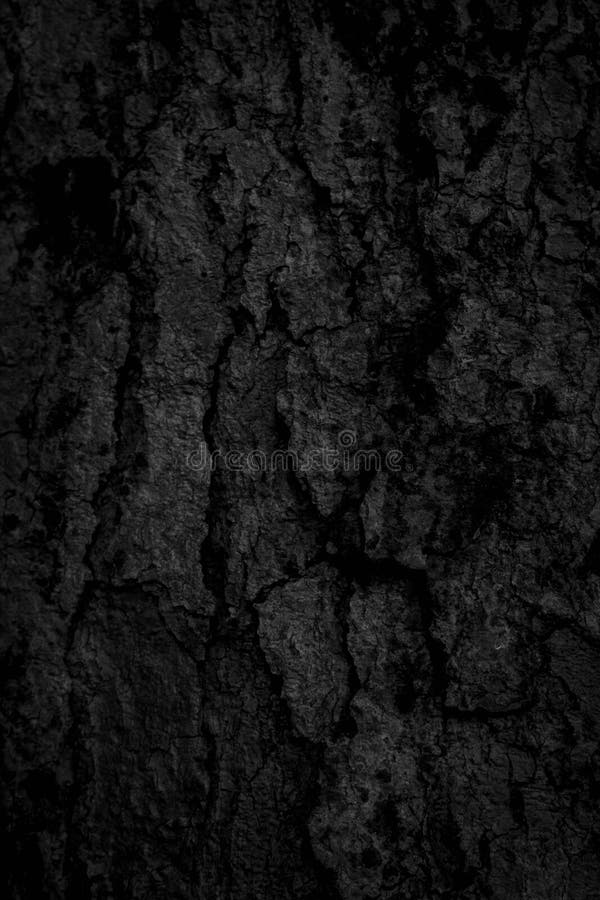 Black Tree Bark Background Natural Beautiful Old Tree Bark Texture ...