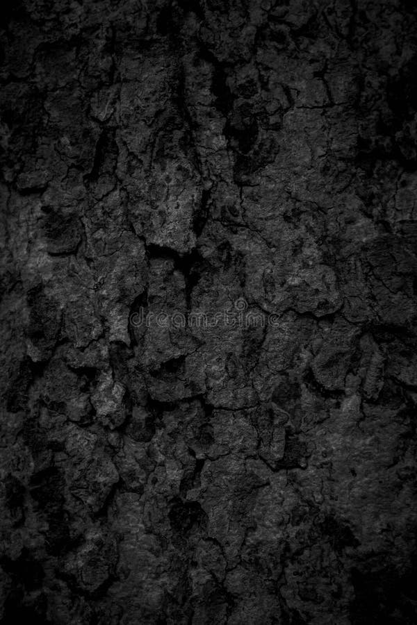 Black Tree Bark Background Natural Beautiful Old Tree Bark Texture ...
