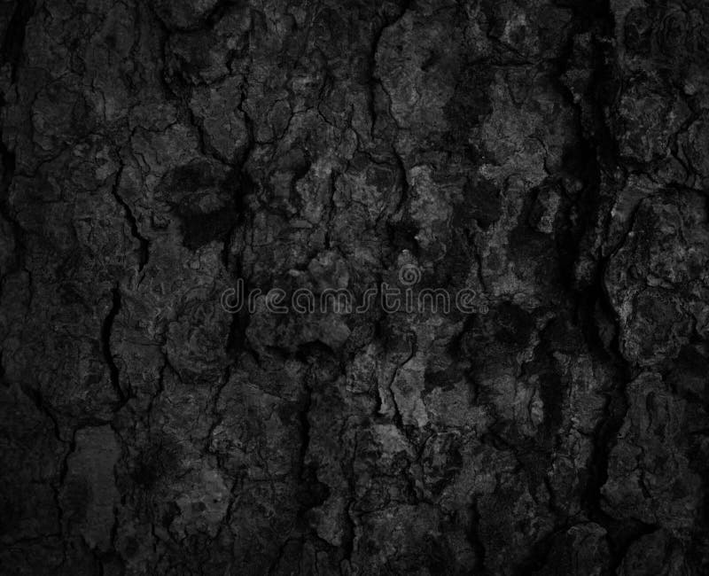 Black Tree Bark Background Natural Beautiful Old Tree Bark Texture ...