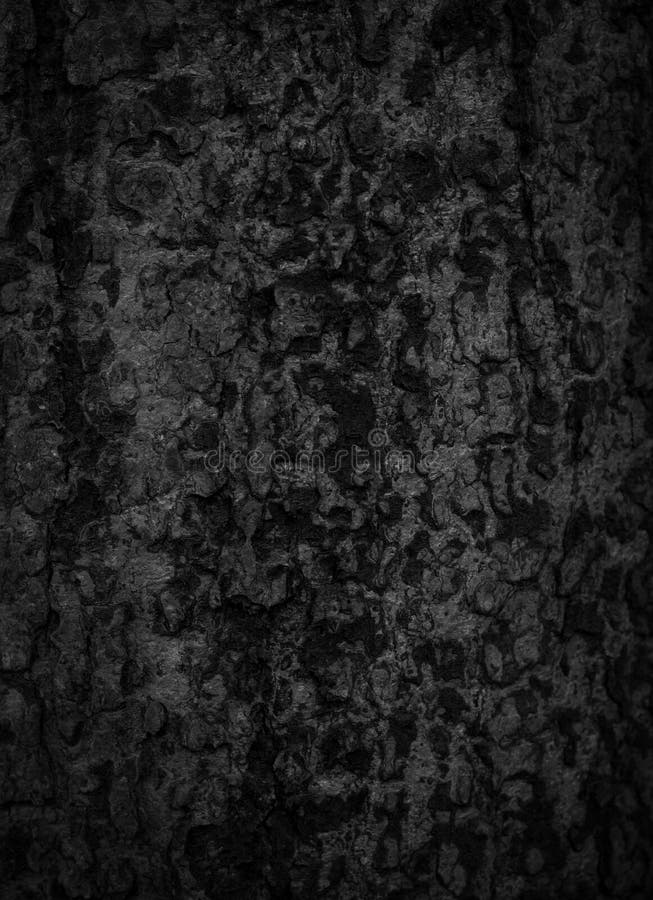 Black Tree Bark Background Natural Beautiful Old Tree Bark Texture ...