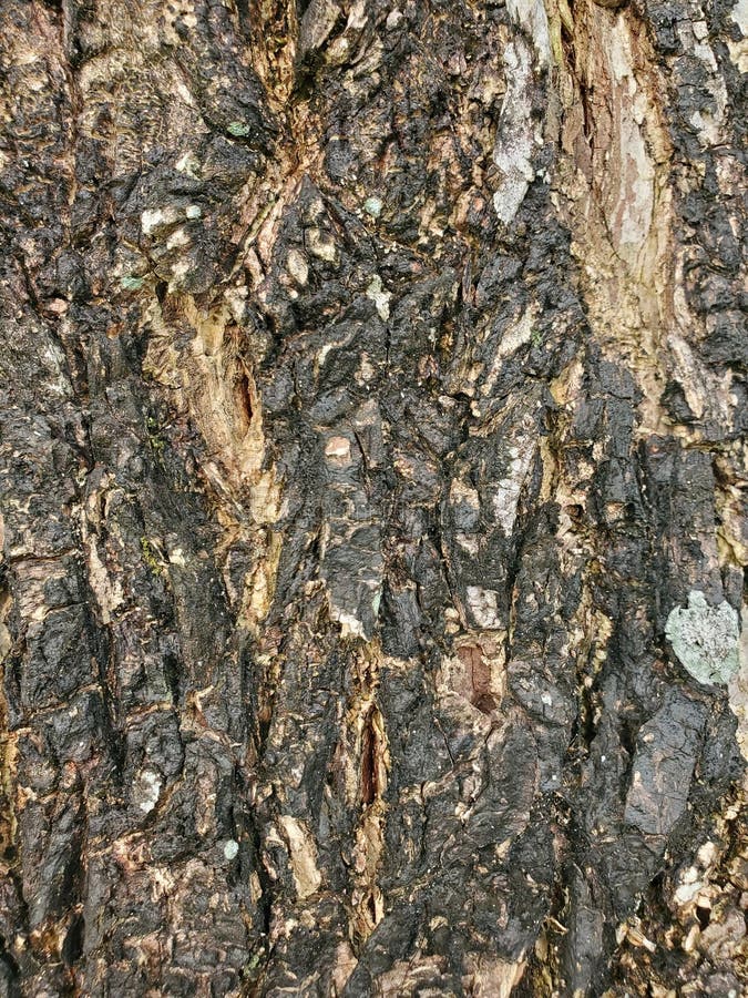 Black Tree Bark in Photos in the Forest Stock Image - Image of forest ...