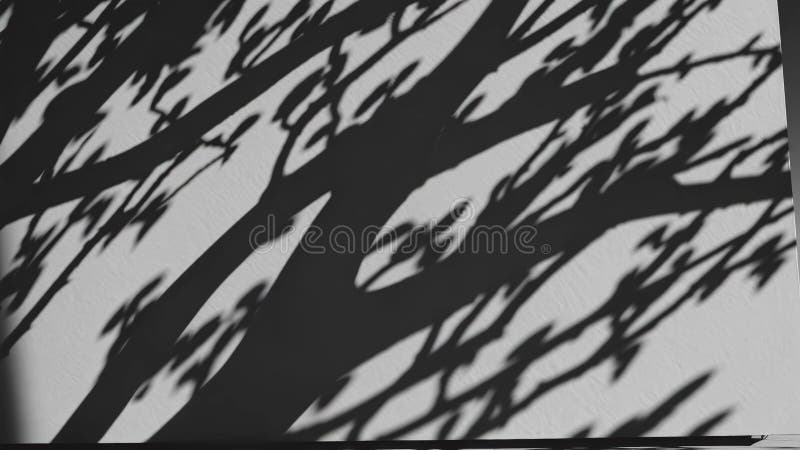 Sharp Black Tree Branch Shadows Cover White Wall Creating Artistic ...