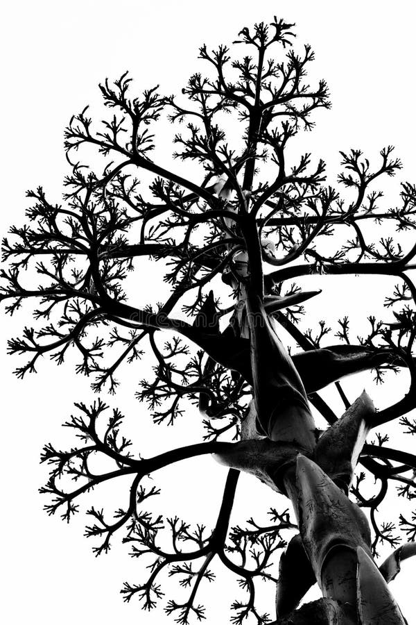 Dead tree stock image. Image of extraordinary, deadwood - 25777141