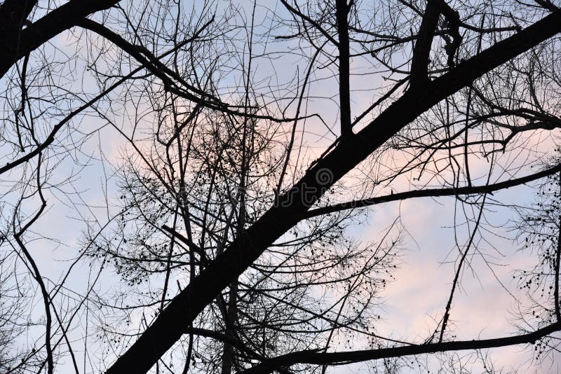 Black Tree Branches Against a Blue Sky without Leaves Stock Photo ...