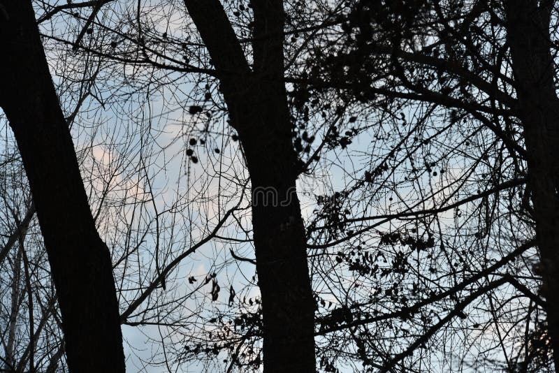 Black Tree Branches Against a Blue Sky without Leaves Stock Image ...