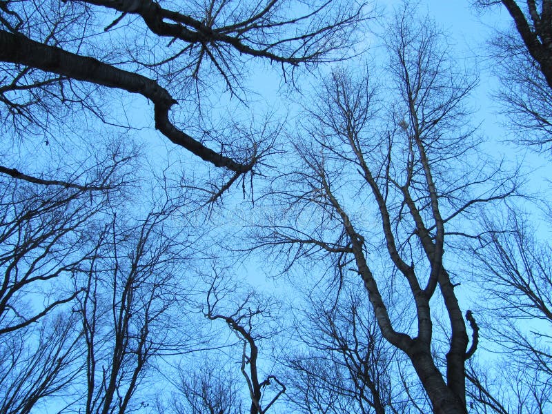 Black Tree Branches on Sky Background Stock Image - Image of landscape ...
