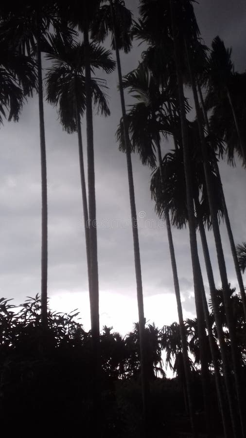 Black Tree Cloud Cover the Tree Big Tree Stock Photo - Image of cloud ...