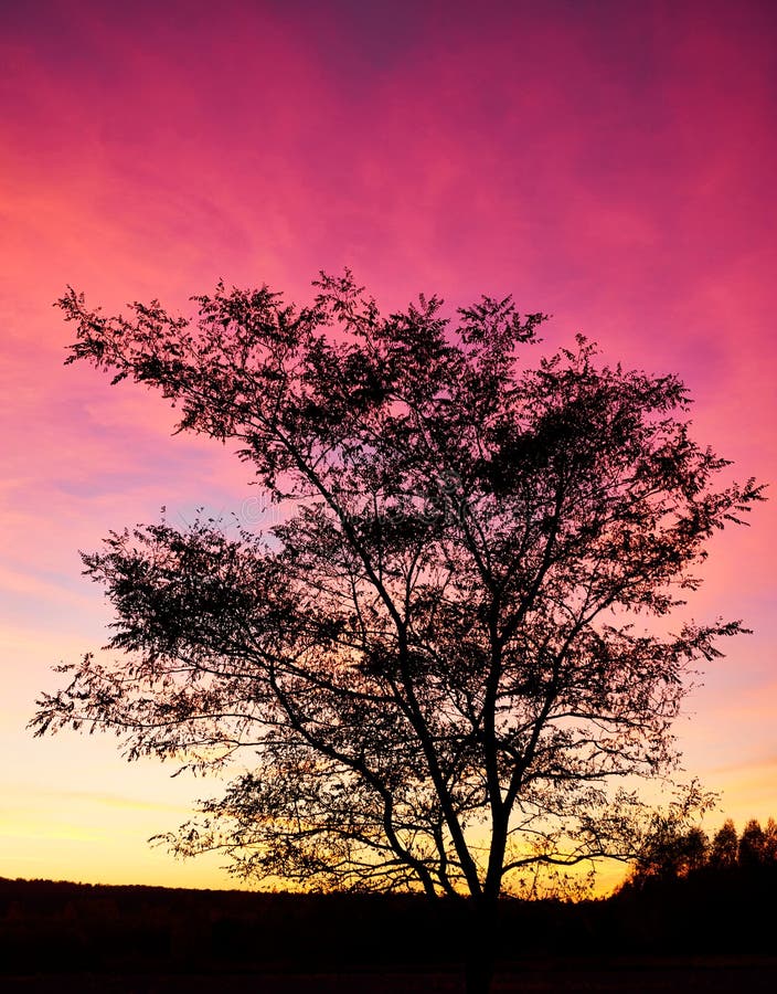 Sunset Purple Sky stock photo. Image of gold, landscape - 6674068