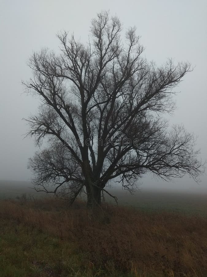 A Black Tree in a Field in the Fog Stock Photo - Image of heavy, tree ...