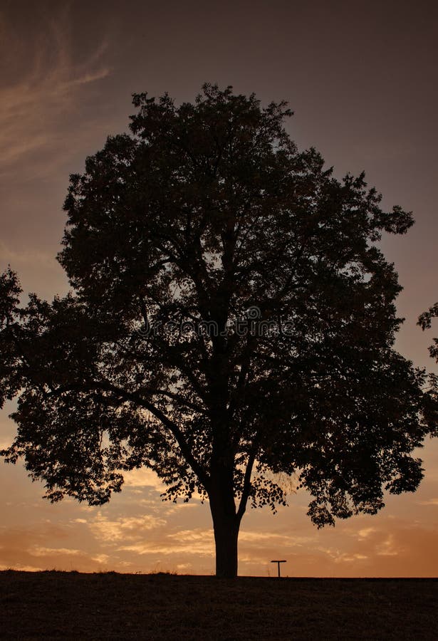 Black Tree in Front of Sunset Stock Image - Image of black, lowlight ...