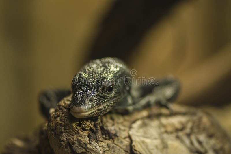 Black Tree Monitor (Varanus Beccarii) Stock Photo - Image of arboreal ...