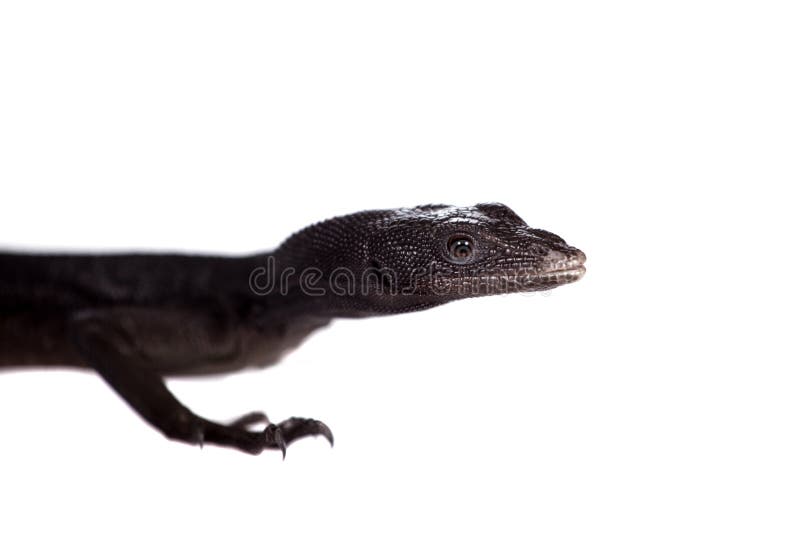 Black Tree Monitor Lizard on White Stock Image - Image of looking ...
