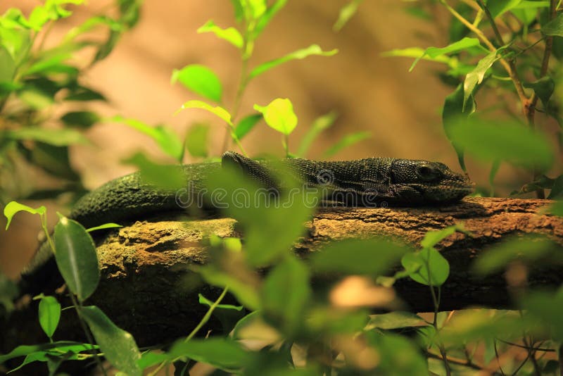 Black tree monitor stock image. Image of nature, adult - 42069707