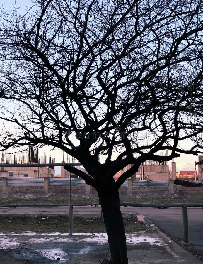 The black tree in the park stock image. Image of green - 173873569